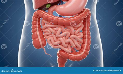 3d Anatomical Illustration Of Human Digestive System With Intestines And Stomach Stock