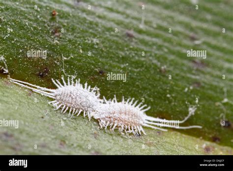 Longtailed Mealybug Pseudococcus Longispinus Two Mealybugs Head To Head On An Orchid Leaf