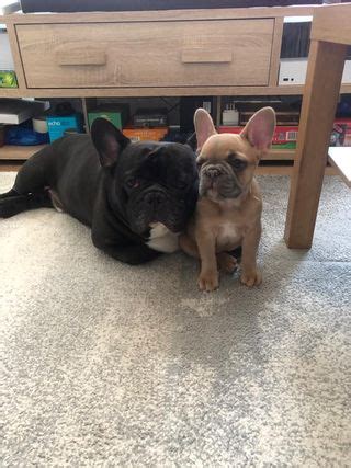 41 Unique Frenchie Names With Pics