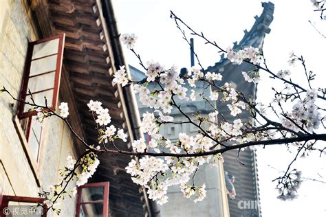 三月粉色樱花季 国内赏樱胜地满足你的少女心（组图） 7