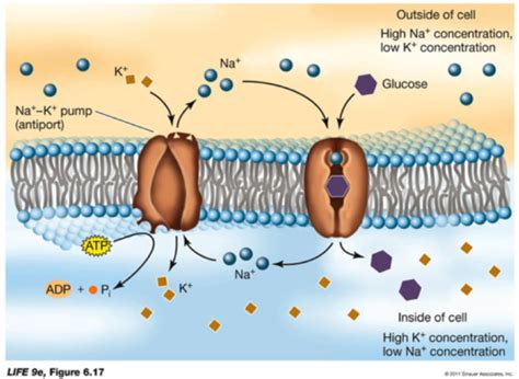 Membrane Transport Flashcards Quizlet