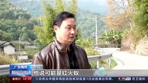 【村民被红火蚁咬后休克 外出踏青，务必注意！ 话筒 】前段时间，广东梅州市一村民，被红火蚁叮咬后休克倒地，及时治疗后苏醒。据悉，红火蚁是外来