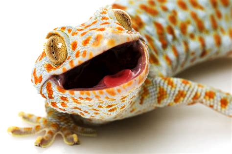 How Bad Is A Tokay Gecko Bite What You Need To Know Reptiles