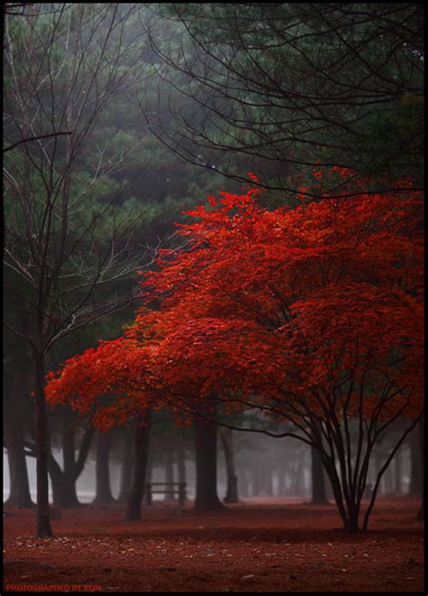 Red Tree By Nayein On DeviantArt