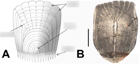 Icthy Lab Diagram 12 Ctenoid Scales Diagram Quizlet