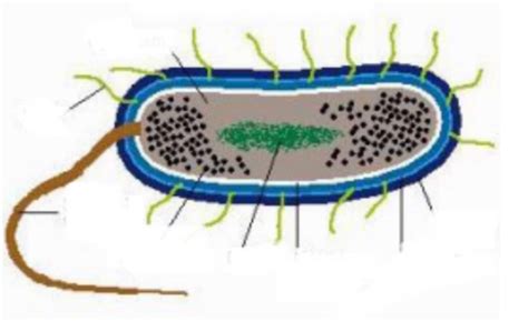 Bacteria Diagram Diagram Quizlet