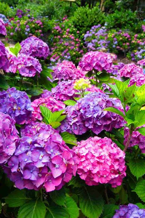 The Ultimate Guide To Hydrangea Care In Texas Hydrangea Love