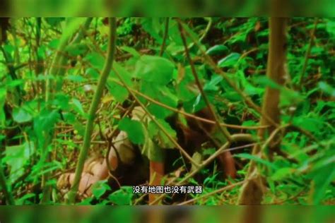 珍妮·古道尔：她为观察黑猩猩，野外生活了38年