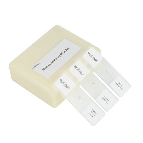 Prepared Human Tissue Anatomy Microscope Slides Set 17pcs Hand Prepared