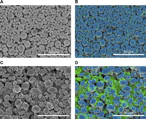 Typical Microstructures Of A Nmc 1 Wt Ptfe Solvent Free