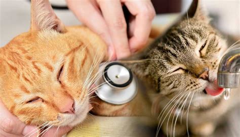 Understanding Hyperthyroidism In Cats Petmojo