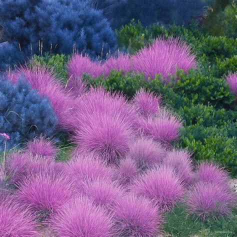 Purple Blue Fescue Grass Seeds Hardy Ornamental