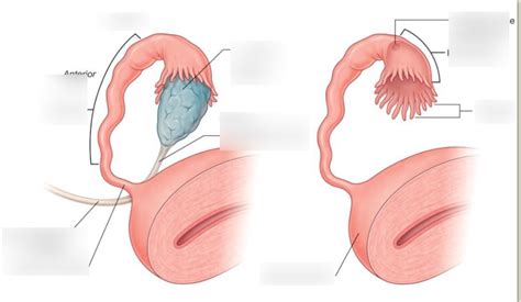 Fallopian Tubes Diagram Quizlet Fallopian Tubes Diagram Quizlet