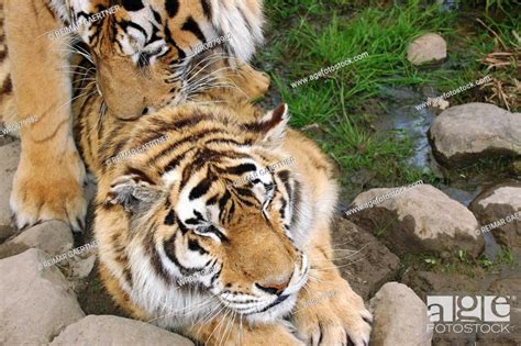 Two Siberian Tigers Mating Stock Photo Picture And Royalty Free Image Pic WR