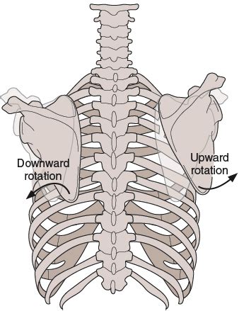 FST Функционально силовой тренинг Assessing posture through scapular adduction and abduction