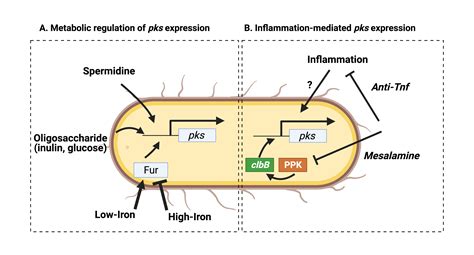 Toxins Mdpi On Twitter How Much Do You Know About Colibactin Read This Review By Mr Michael