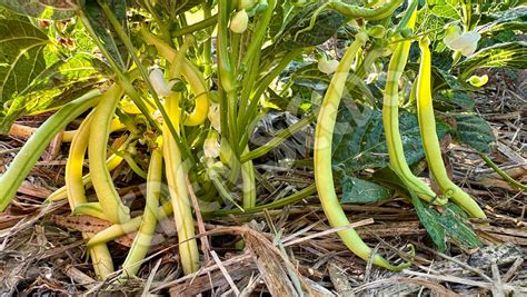 Bean Bush Sex Without Strings Seeds Eden Seeds