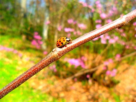 Ladybug Pollen By Lifesmiles On Deviantart