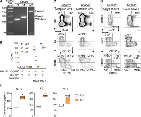 Characterization Of Primary Cebpa Knockout Mice A Pcr Products To Download Scientific