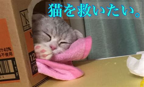 千葉県富里市初の保護猫シェルターカフェ「ねこんち」開設のためのクラウドファンディングを12月31日まで実施 ぷれにゅー