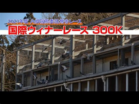 21年度八郷国際鳩舎国際ウィナー300K帰還の様子 YouTube