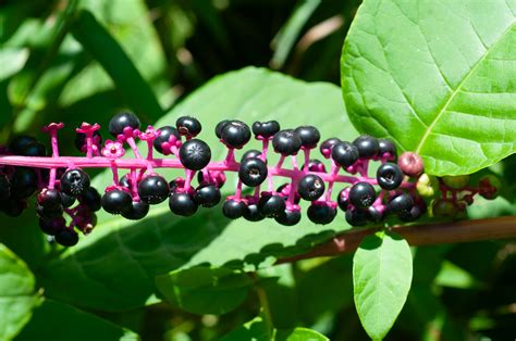 Phytolacca Americana Pokeweed