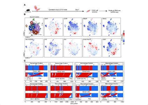 Immune Single Cell Transcriptomic Map Of Regenerating Murine Skeletal Download Scientific