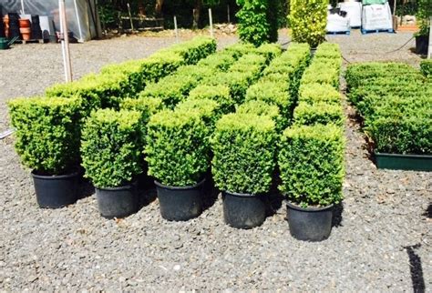 Instant Hedging And Topiary Cubes — Crown Topiary