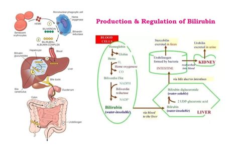 jaundice significance production transportation metabolism