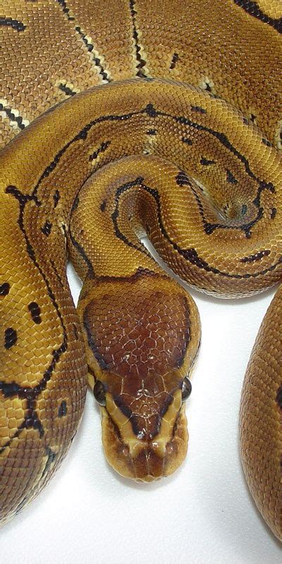 Ball Python Phone Wallpapers Free 4k And Hd Downloads