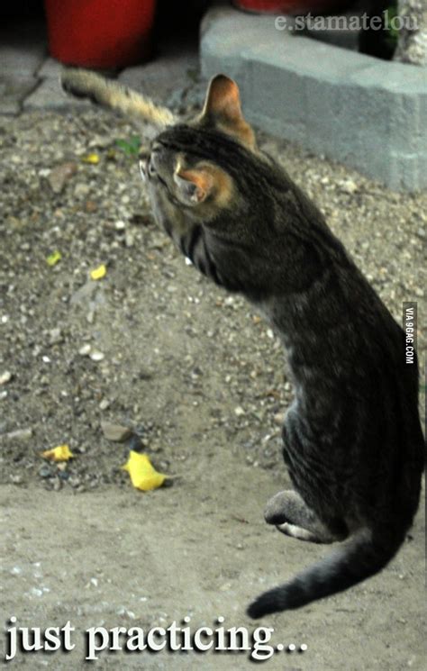 Kung Fu CAT 9GAG