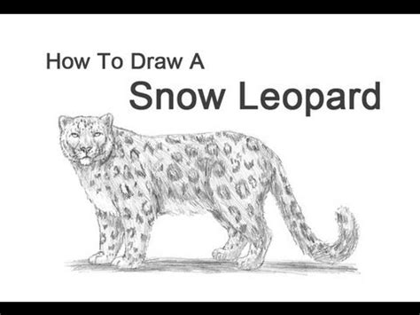 How To Draw A Snow Leopard YouTube