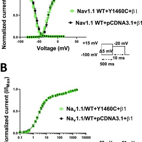 Gating Properties Of Steady State Activation And Inactivation And Download Scientific Diagram