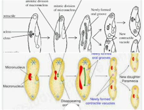 Binary Fission In Paramecium