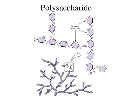 Polysaccharides Structure