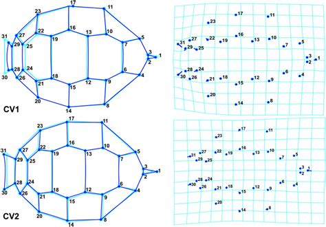 Carapace Shape Variation Of T Graeca Populations Defined By Download Scientific Diagram