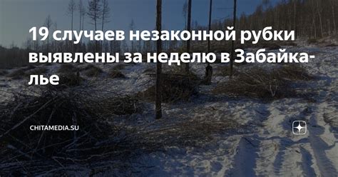19 случаев незаконной рубки выявлены за неделю в Забайкалье Chitamedia Su Дзен