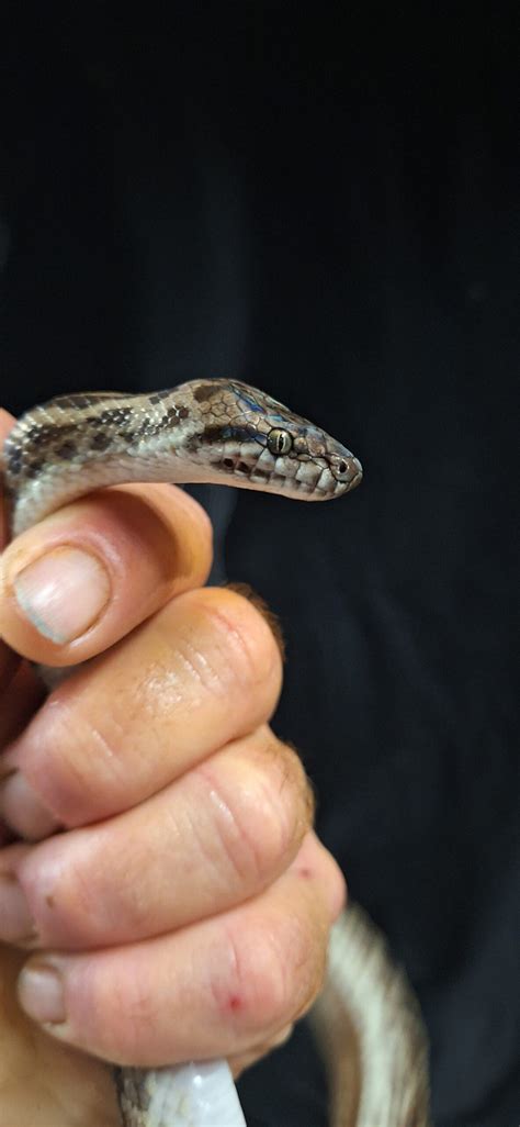 Adult Female Spotted Python Reptile Mart