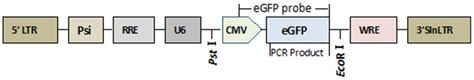 Ltr Long Terminal Repeat Psi Packaging Signal Rre Rev Responsive