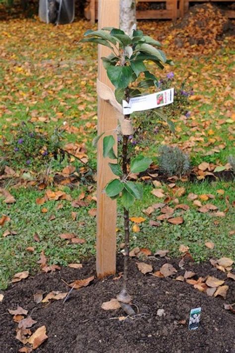 Отглеждане на колонни дръвчета Български Фермер