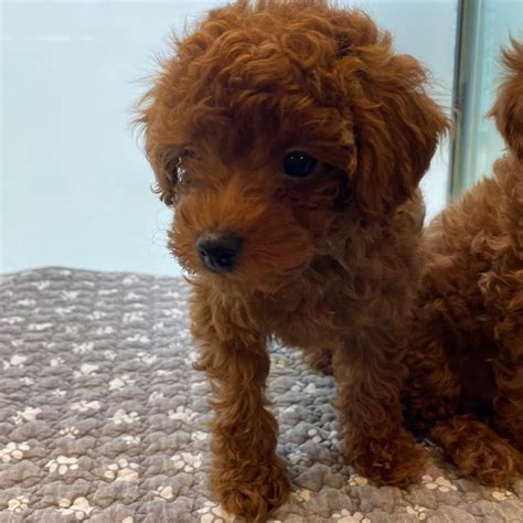 푸들 두치 렉돌분양가격 브리숏분양가격 브리티시숏헤어분양가격 러블분양가격 티컵비숑프리제분양 티컵포메라니안분양 티컵말티즈분양 티컵말티푸분양 티컵푸들분양 티컵강아지분양