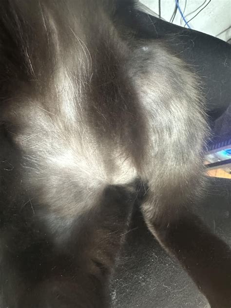 Cat With Balding Around Hind Legs And Privates Rvethelp