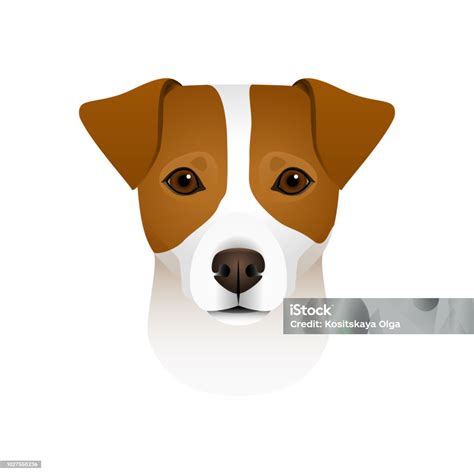 격리 된 다채로운 머리와 얼굴의 잭 러셀 테리어 백색 배경에 플랫 만화 품종 개 초상화입니다 개에 대한 스톡 벡터 아트 및 기타