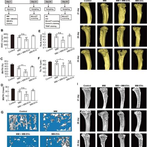Micro Ct Analysis Of Tibiae Collected A A Schematic Diagram