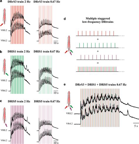 Low Frequency Trains Of Stimuli Applied To Multiple Drs With Staggered Download Scientific