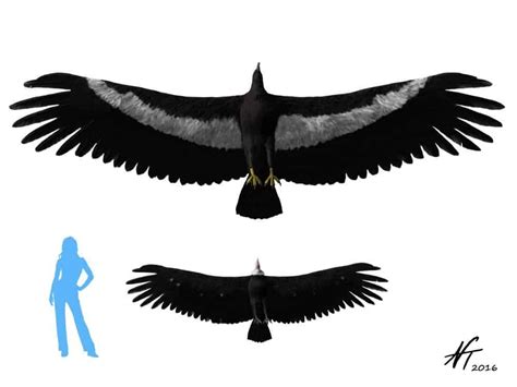 Argentavis Alchetron The Free Social Encyclopedia