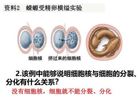 3 3细胞核的结构和功能课件 共19张ppt 2022 2023学年高一上学期生物人教版必修1 21世纪教育网