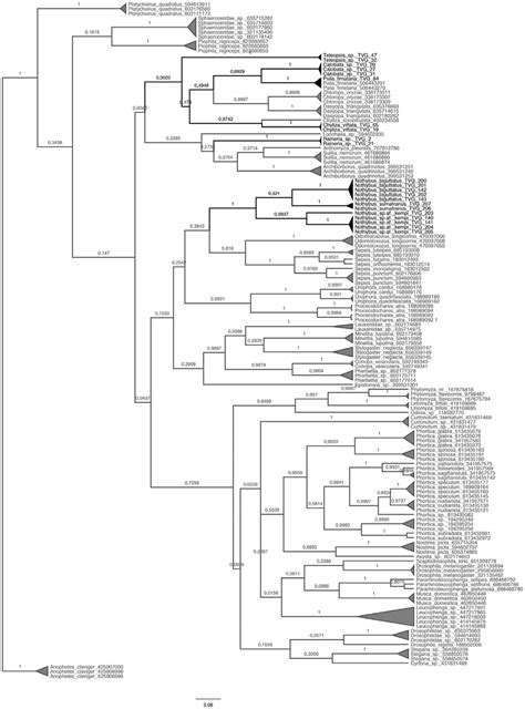 The Bayesian Tree The Bayesian Posterior Probabilities Are Indicated Download Scientific