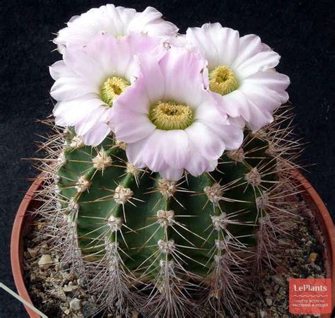 Акантокалициум колючецветковый (Acanthocalycium spiniflorum) — описание ...