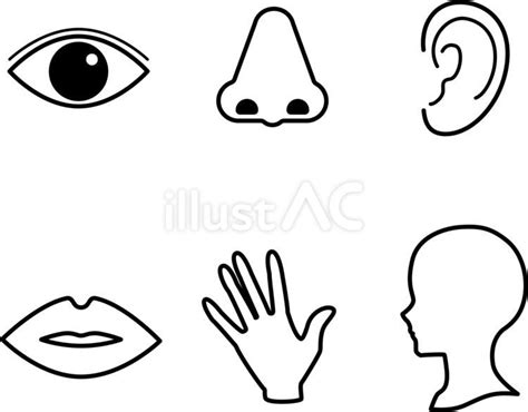 人体パーツのアイコンセットイラスト No 25449049｜無料イラスト・フリー素材なら「イラストac」